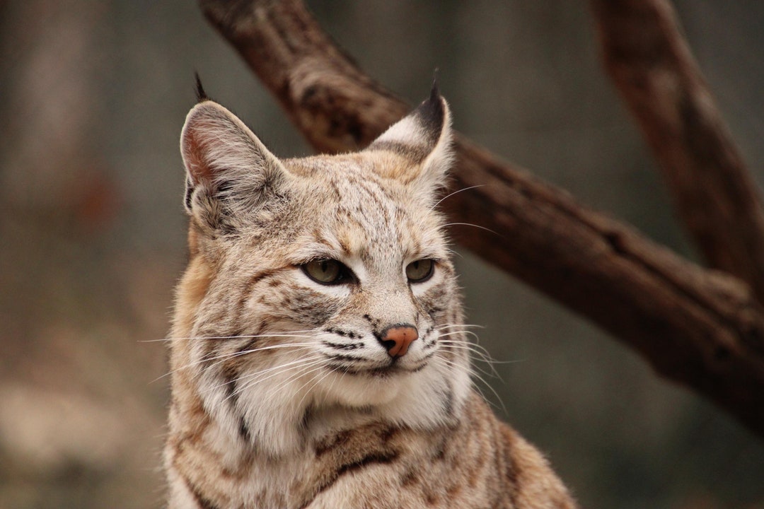 Bobcat Face Digital Download Photograph (IMG Reference #6) - Etsy