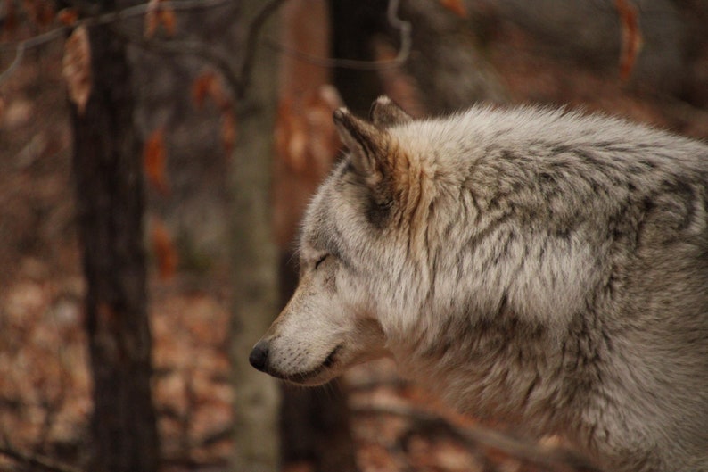 Timber Wolf Profile Digital Download Photograph IMG Reference 7 - Etsy