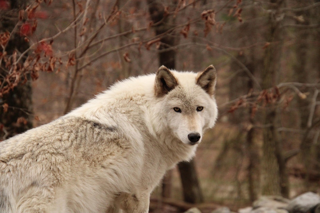 Timber Wolf White Digital Download Photograph (IMG REFERENCE # 1) - Etsy