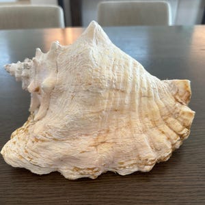 Giant Florida Keys Conch Shell - Etsy