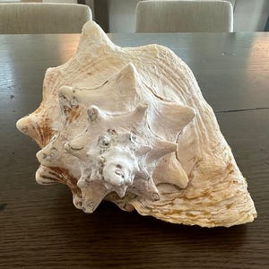 Giant Florida Keys Conch Shell - Etsy