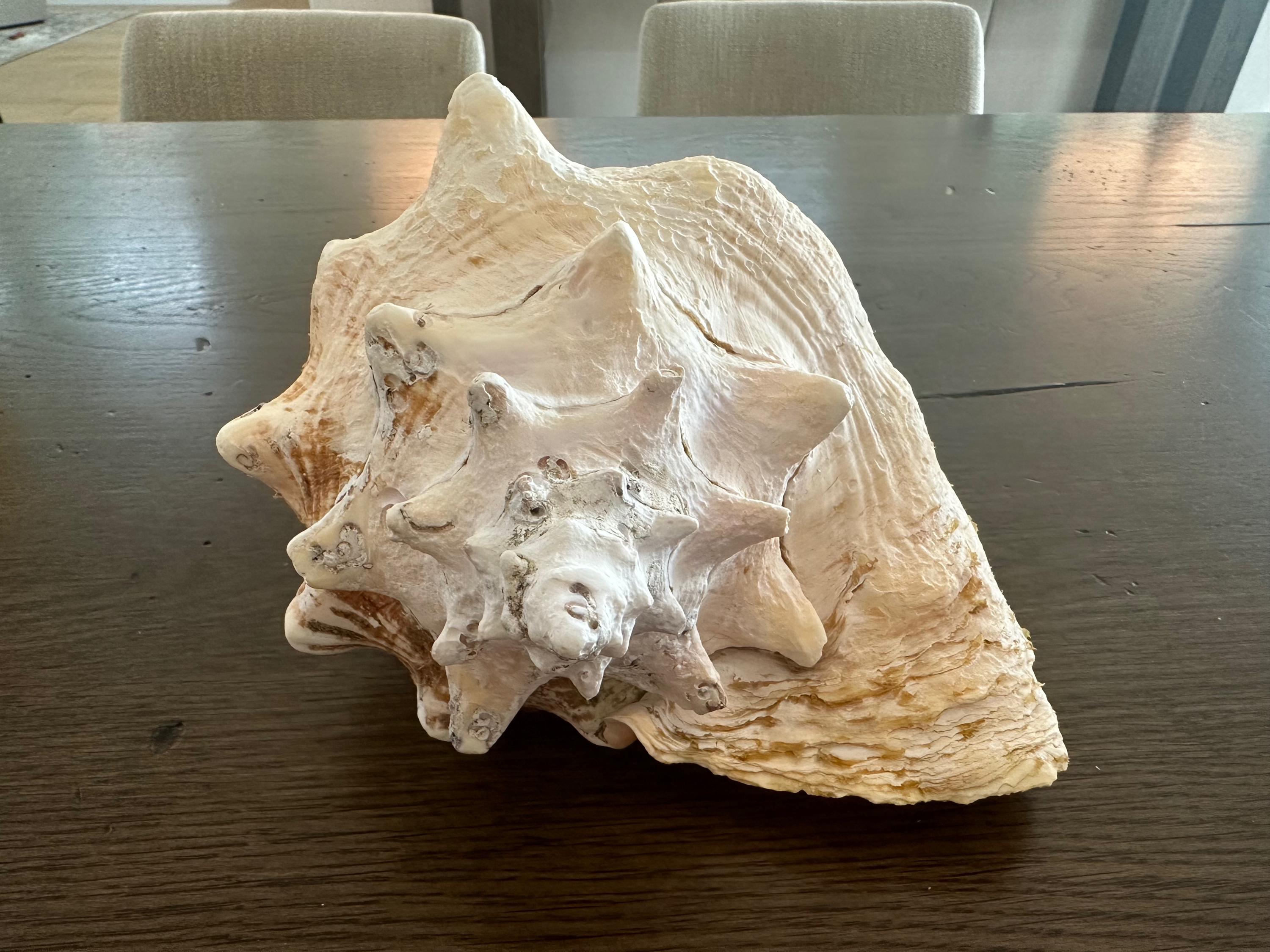 Giant Florida Keys Conch Shell - Etsy