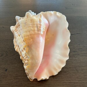 Giant Florida Keys Conch Shell - Etsy