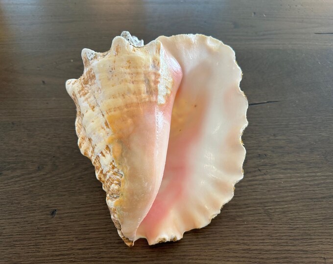 Giant Florida Keys Conch Shell - Etsy