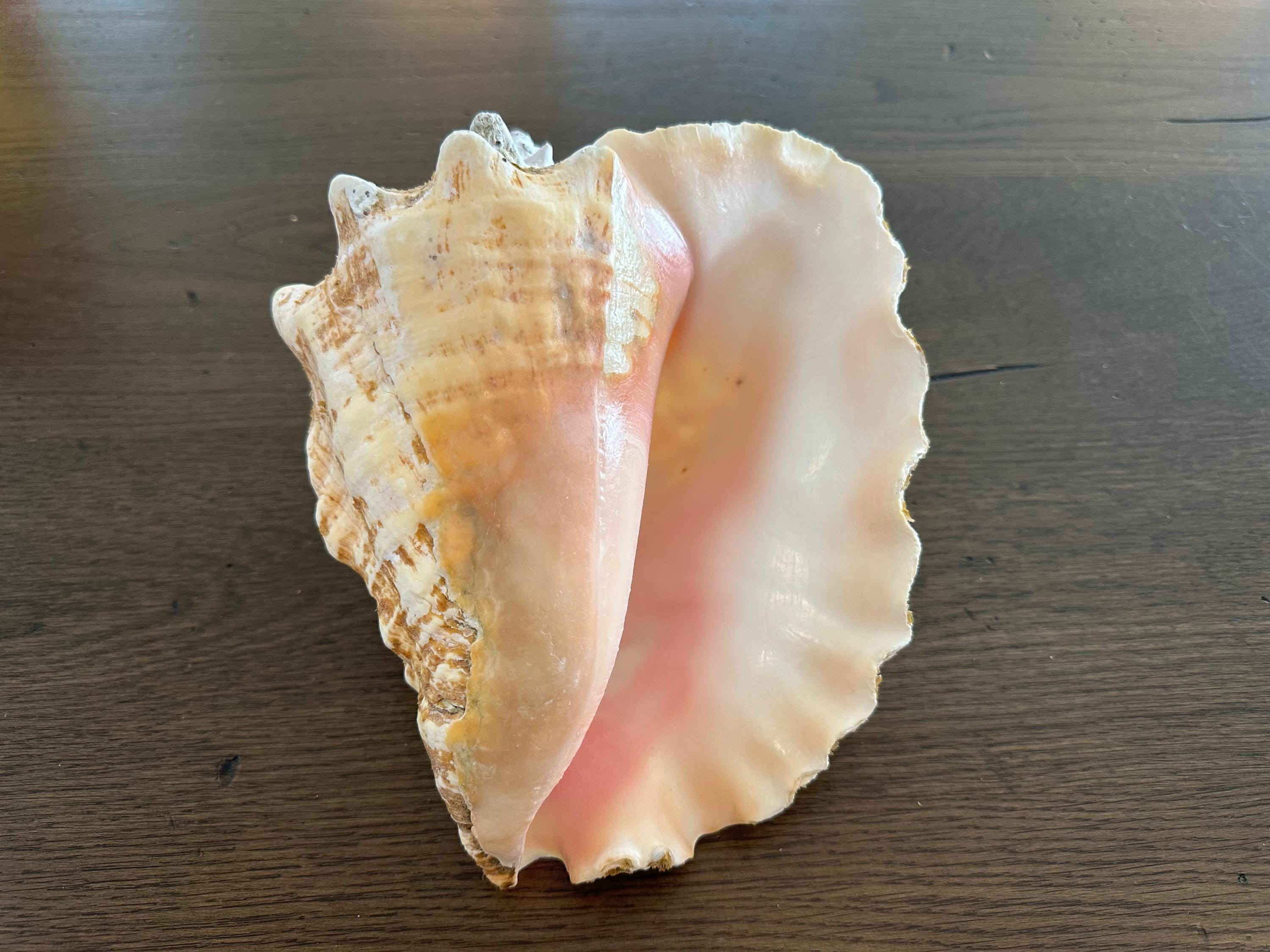 Giant Florida Keys Conch Shell - Etsy
