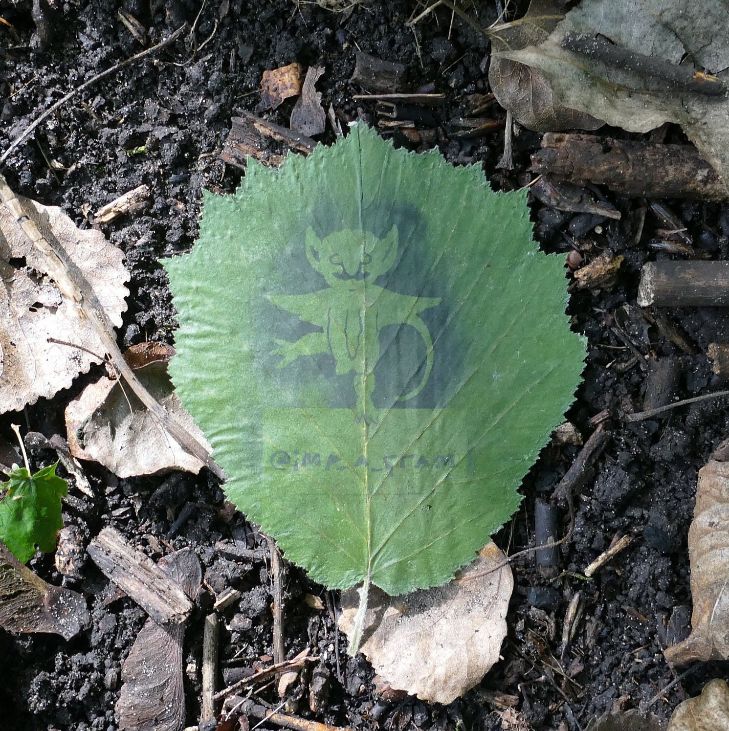 Imp-a-gram... a Dancing Imp Stencilled on a Leaf in Charcoal. as Used ...