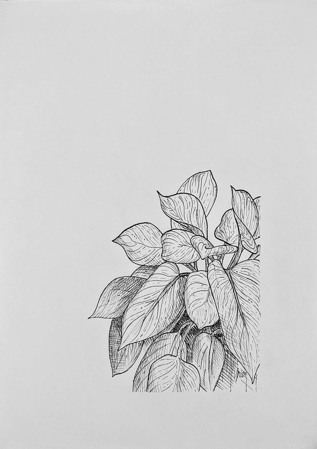 Plant Ink Drawing - Etsy