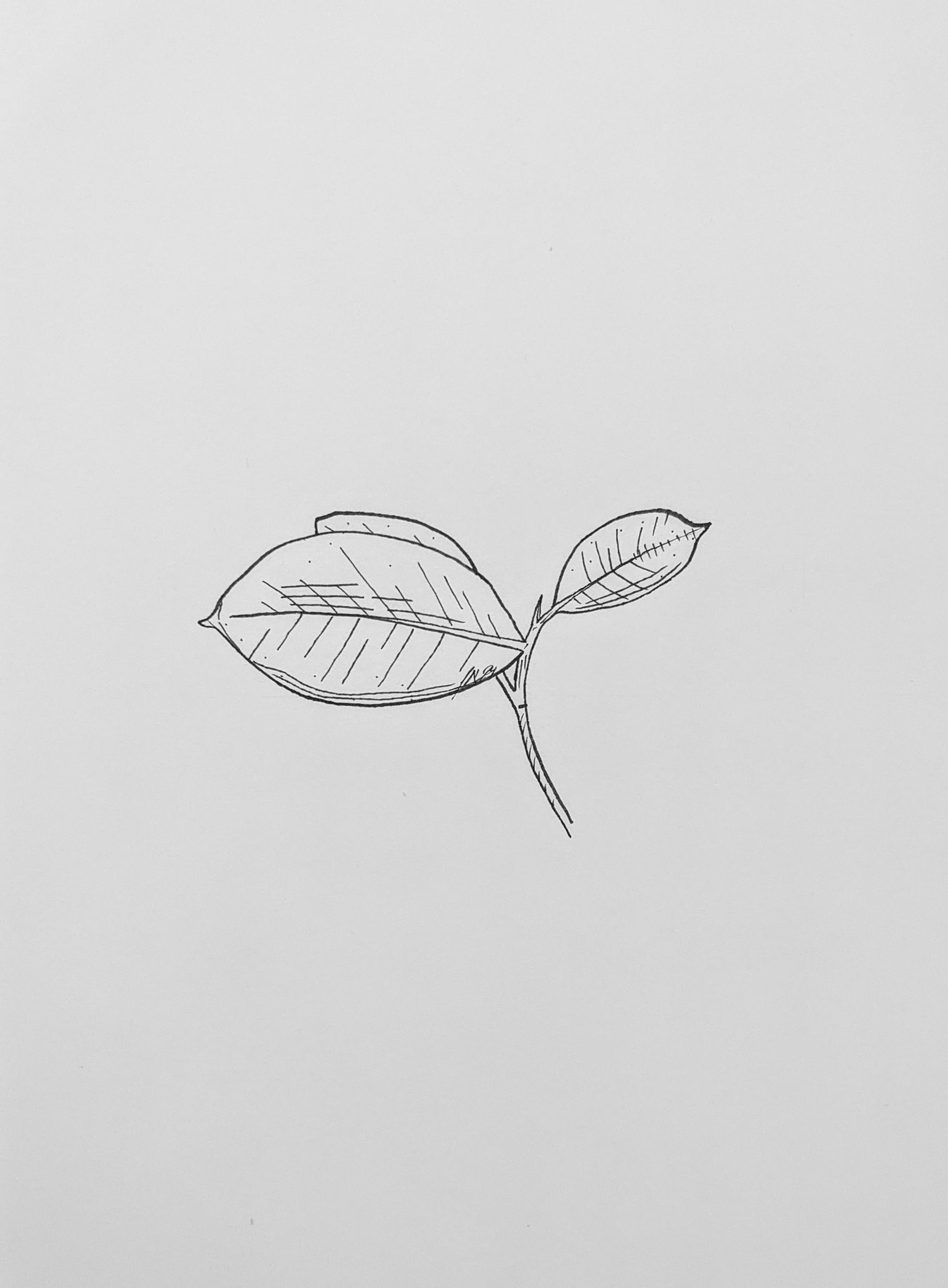 Plant Ink Drawing - Etsy