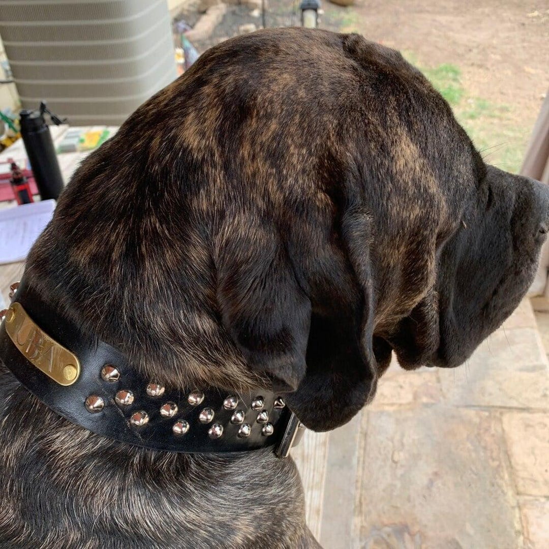 Wide Studded Leather Collar, Big Dog Collar, Bull Mastiff Collar ...