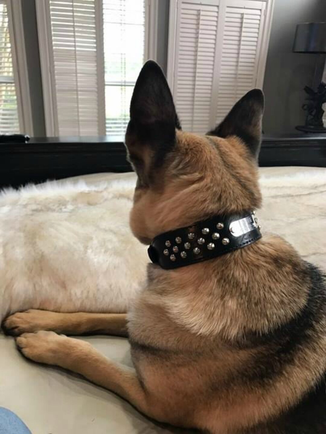 2 Inch Leather Collar, Personalized Collar, 2 Inch Dog Collar, Wide Dog ...