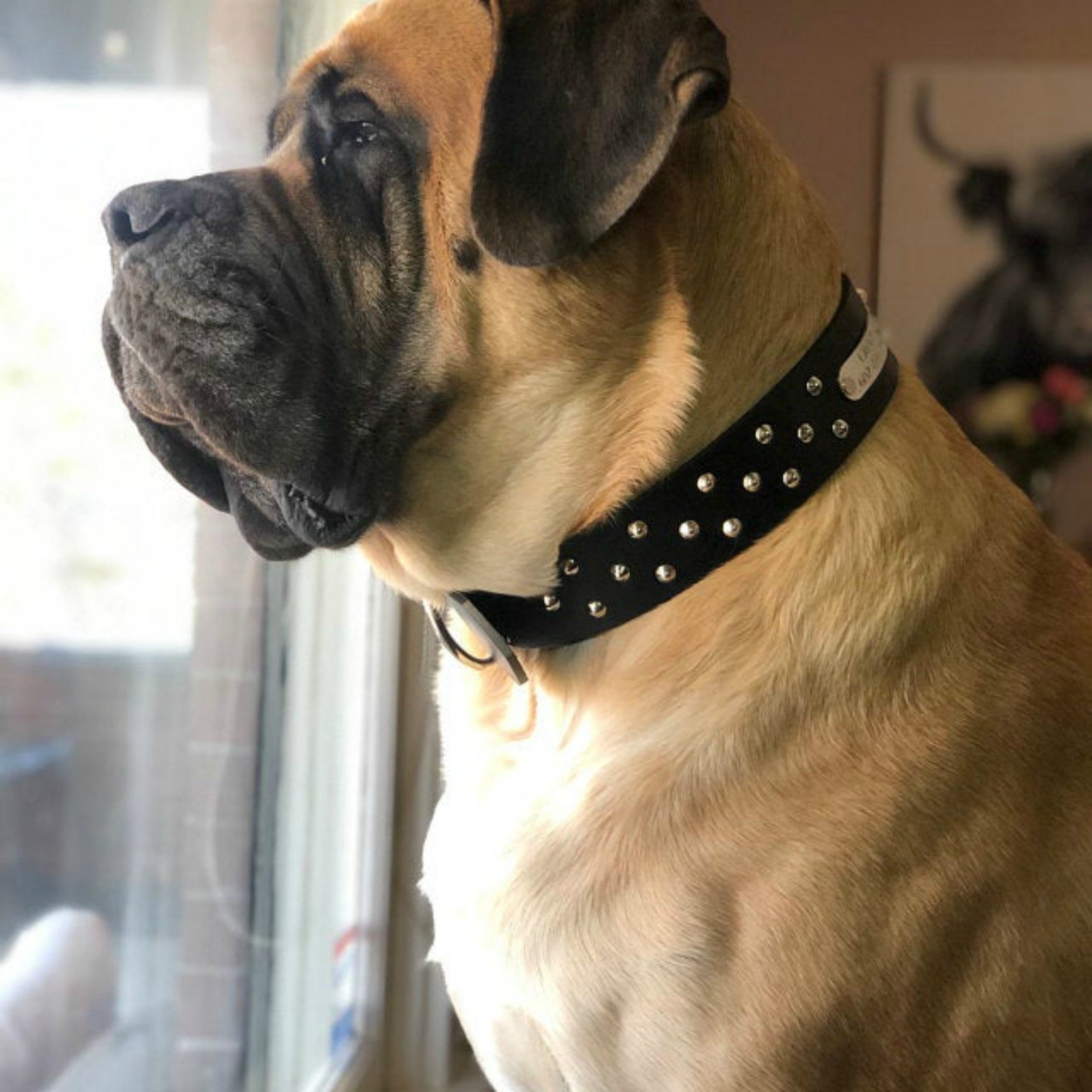 2 Inch Leather Collar Leather Dog Collar Mastiff Collar | Etsy