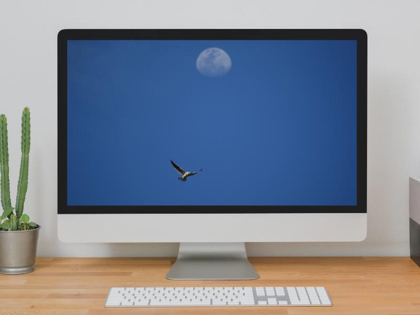 Black Shouldered Kite & the Moon - Bird Photography - Nature - Fine Art ...