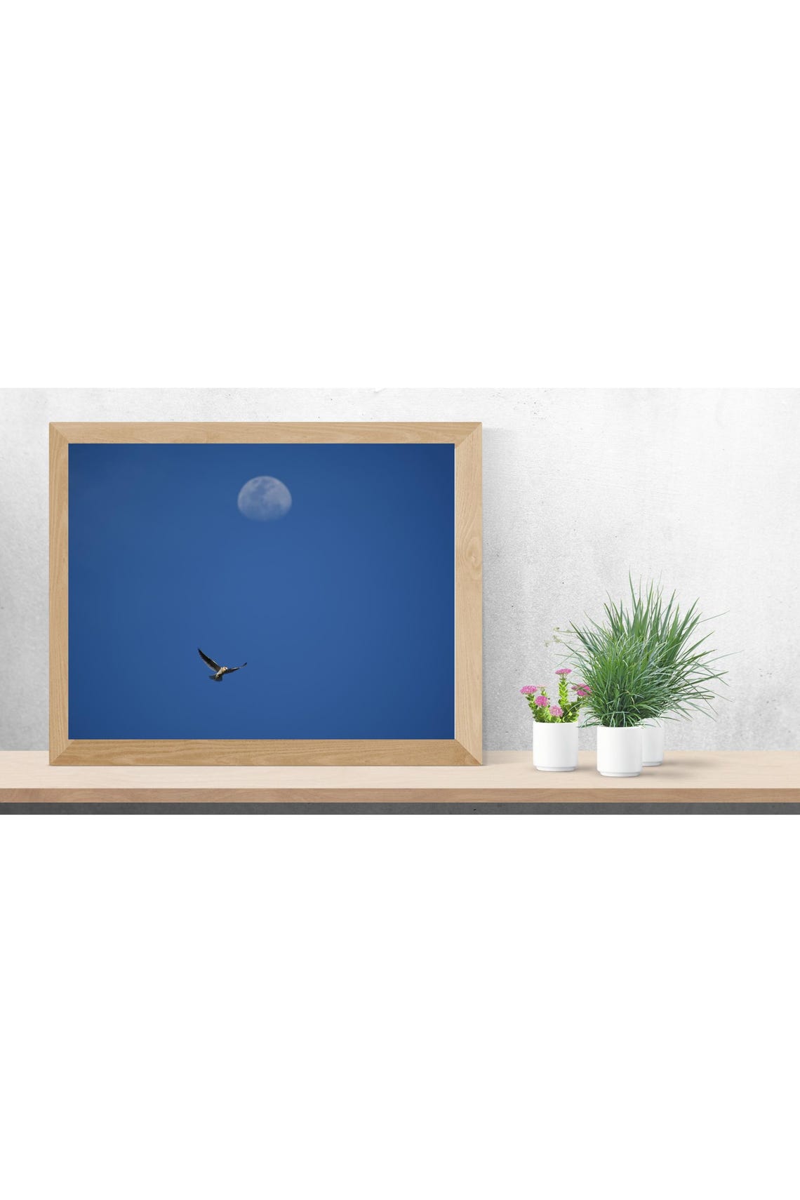 Black Shouldered Kite & the Moon - Bird Photography - Nature - Fine Art ...
