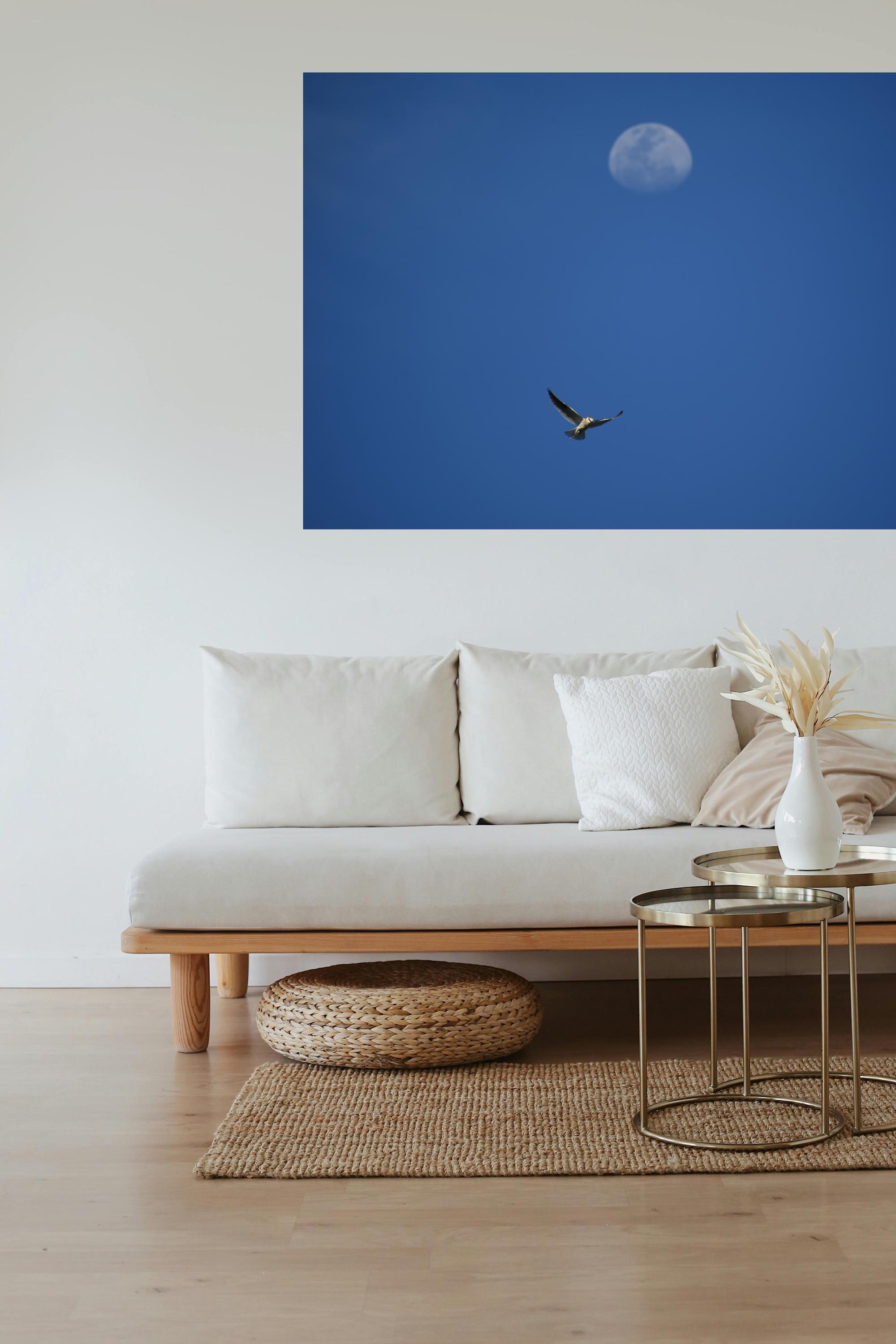 Black Shouldered Kite & the Moon - Bird Photography - Nature - Fine Art ...