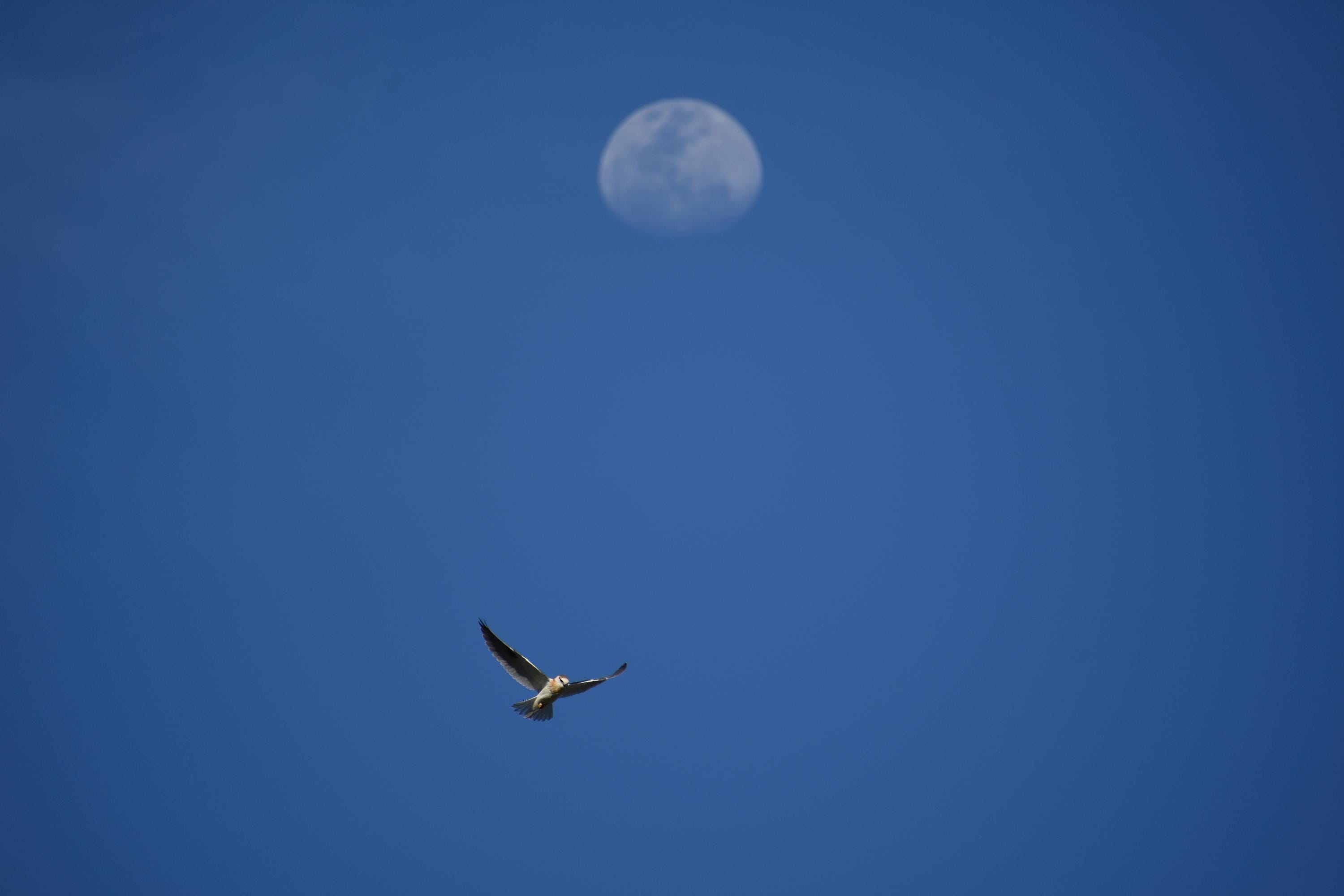 Black Shouldered Kite & the Moon - Bird Photography - Nature - Fine Art ...