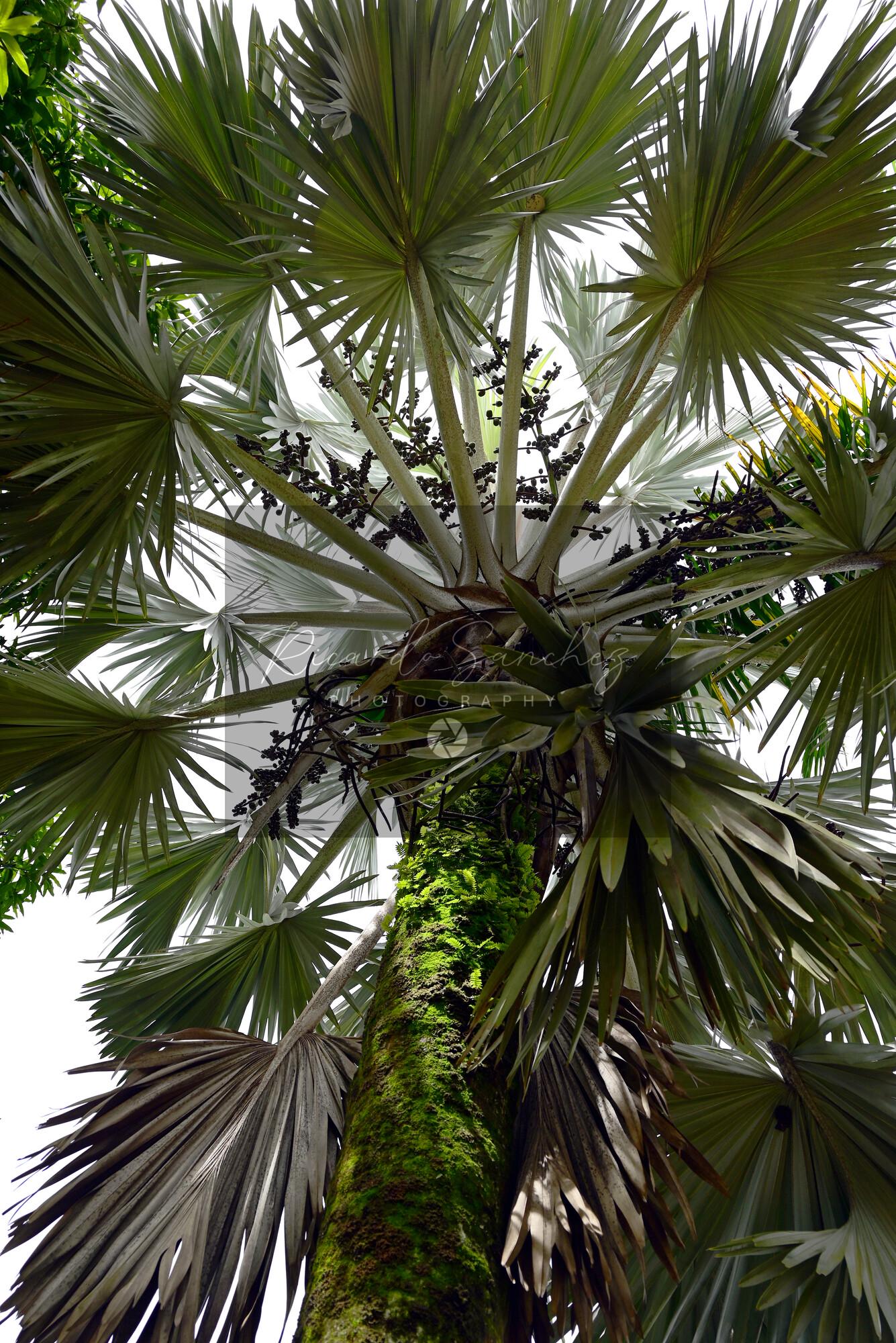 Tropical Palm Tree Photo: Villavicencio Colombia Print (digital ...