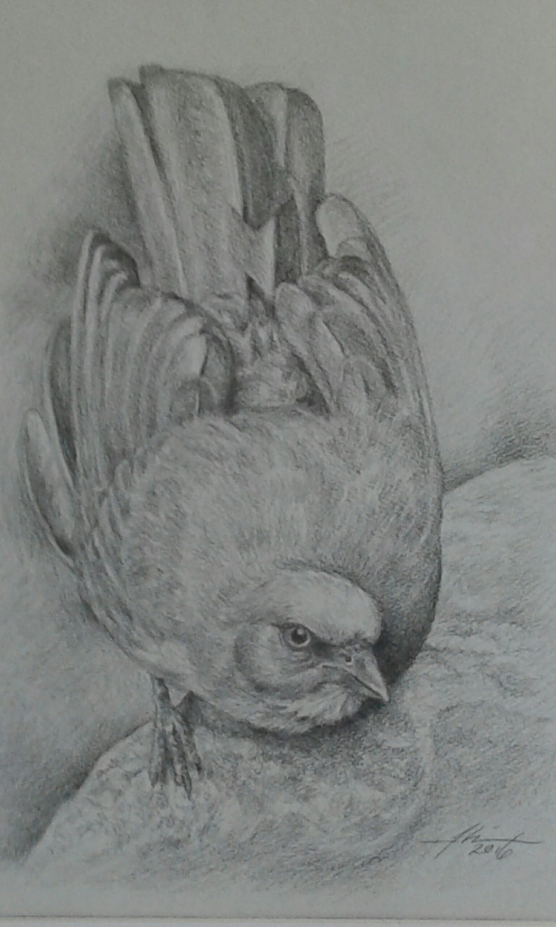 Original Wildlife Art - Bird Art, Graphite Pencil Drawing, Matted - Etsy
