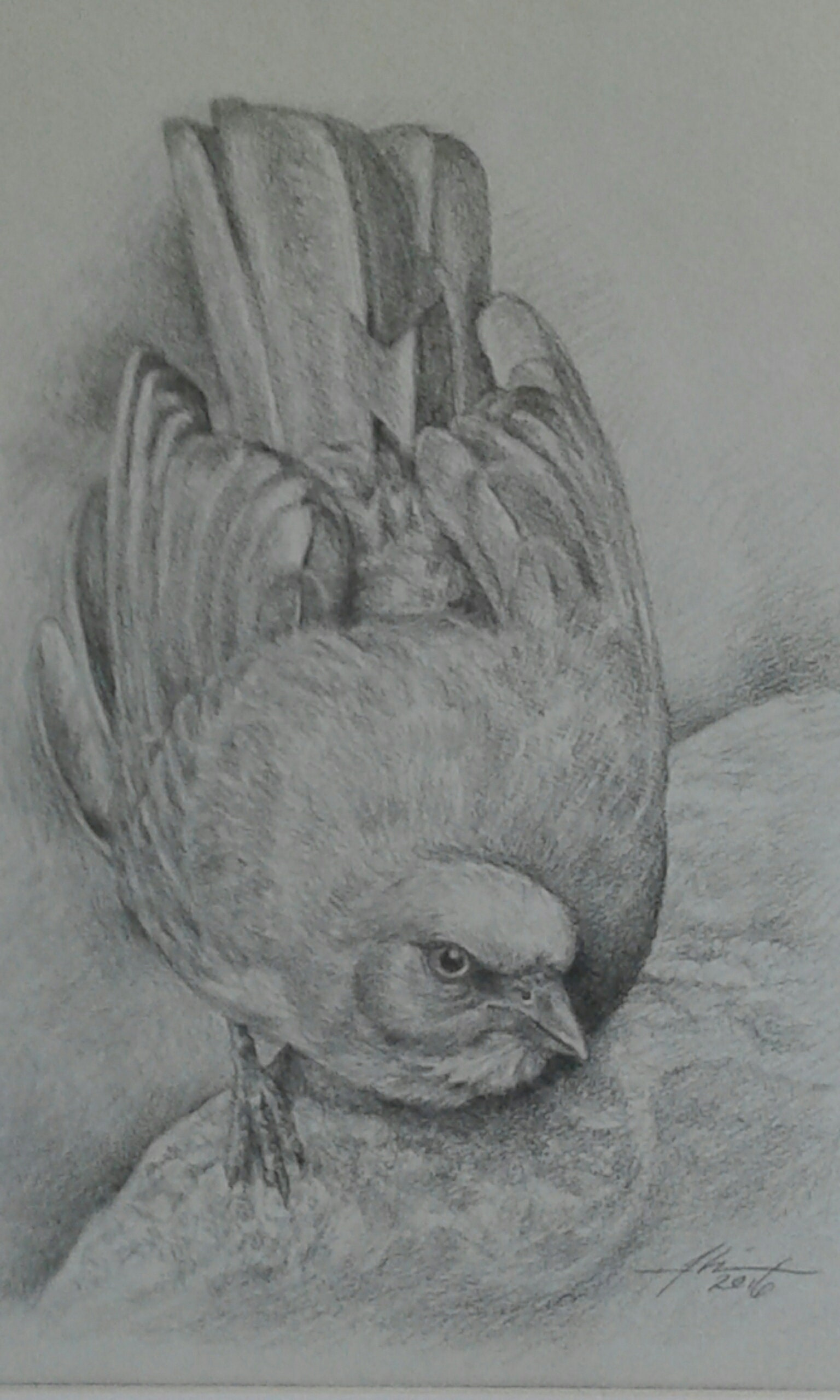 Original Wildlife Art Bird Art Graphite Pencil Drawing - Etsy