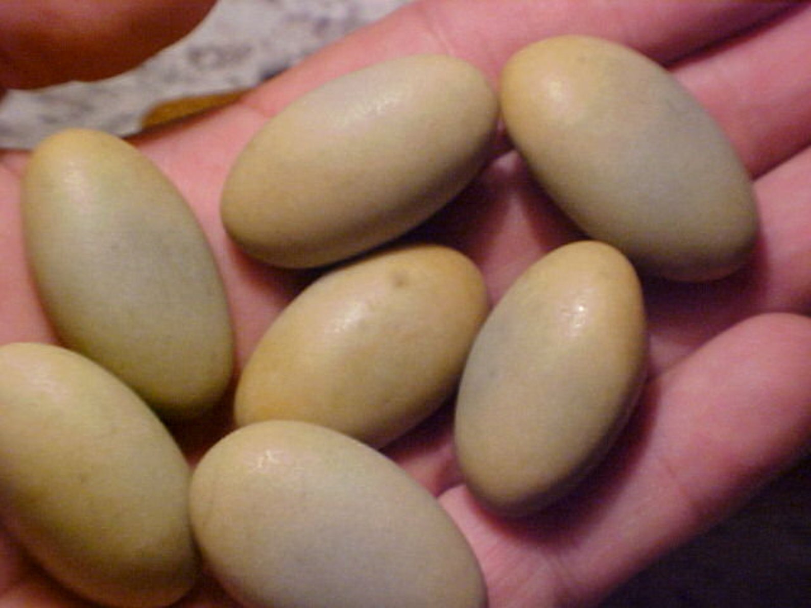 Luminescent YMZ Ye Ming Zhu great for an Evening Easter Egg - Etsy