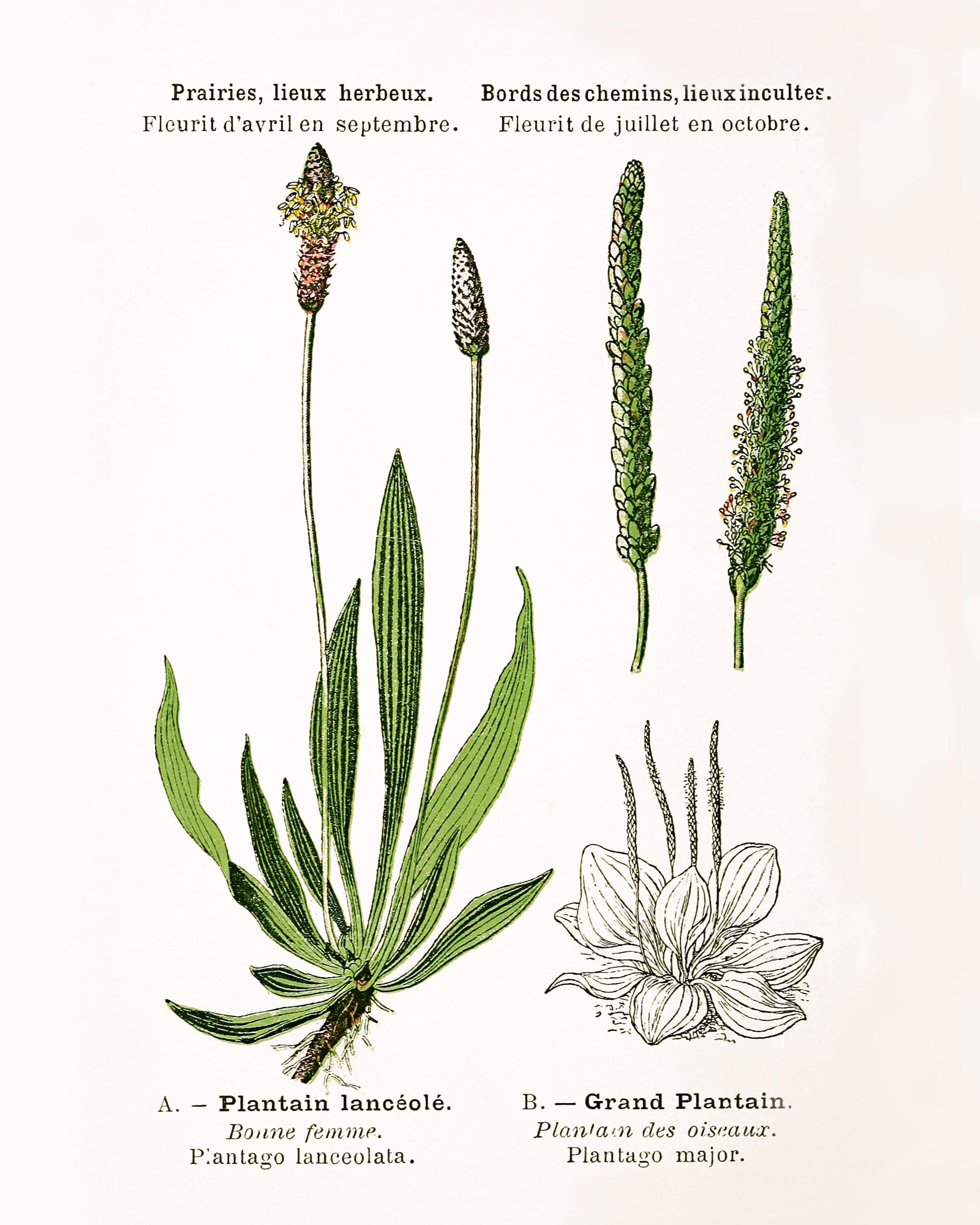 Vintage Botanical Print: Ribwort Plantain and Broadleaf Plantain ...