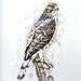 Printable Minimalist Cooper’s Hawk Digital Illustration - Etsy