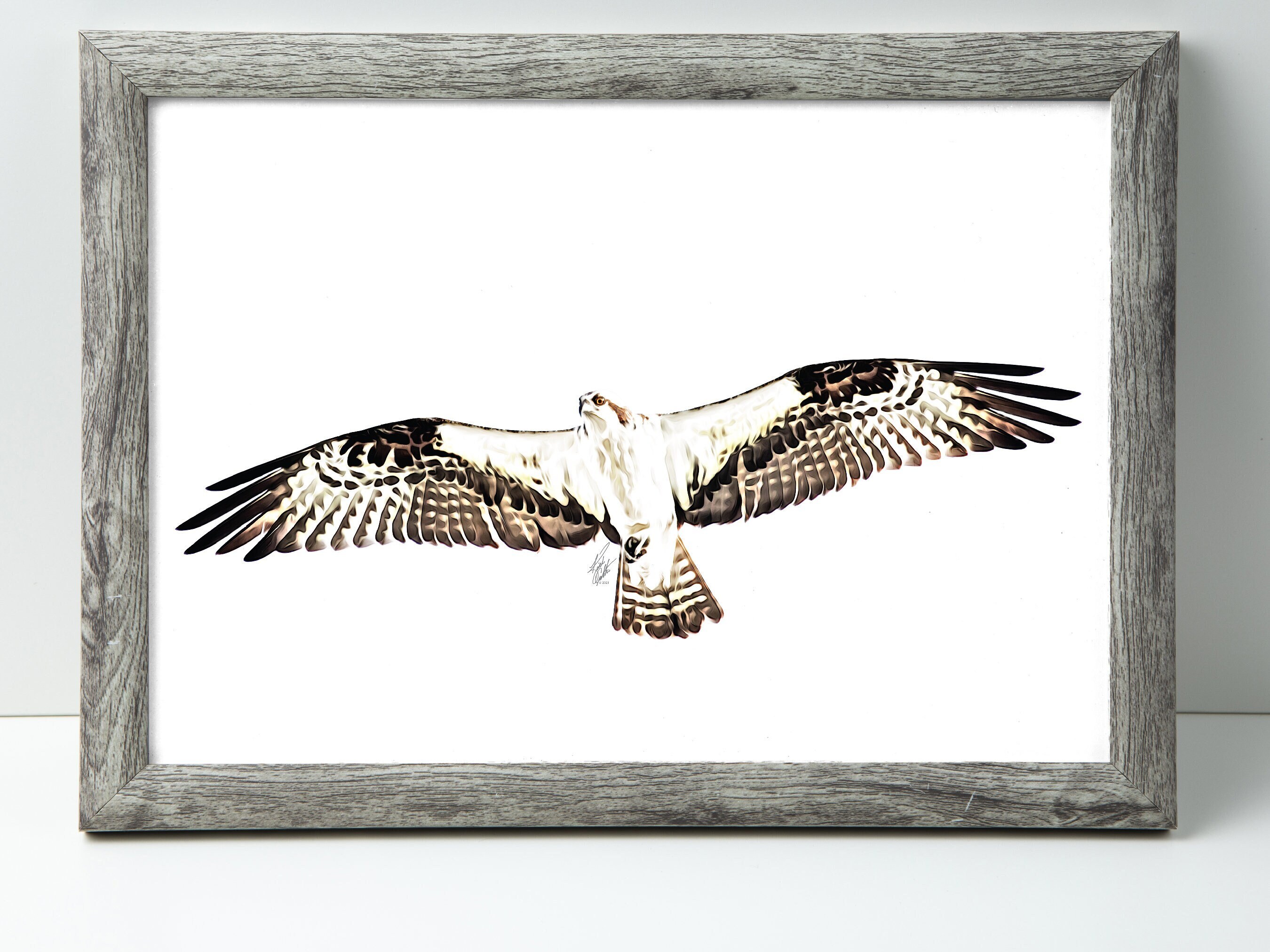 Printable Minimalist Osprey Digital Illustration - Etsy