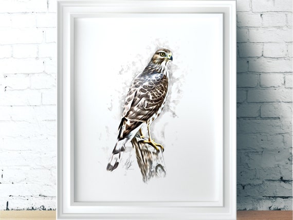 Printable Minimalist Coopers Hawk Digital Illustration - Etsy