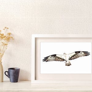 Printable Minimalist Osprey Digital Illustration - Etsy