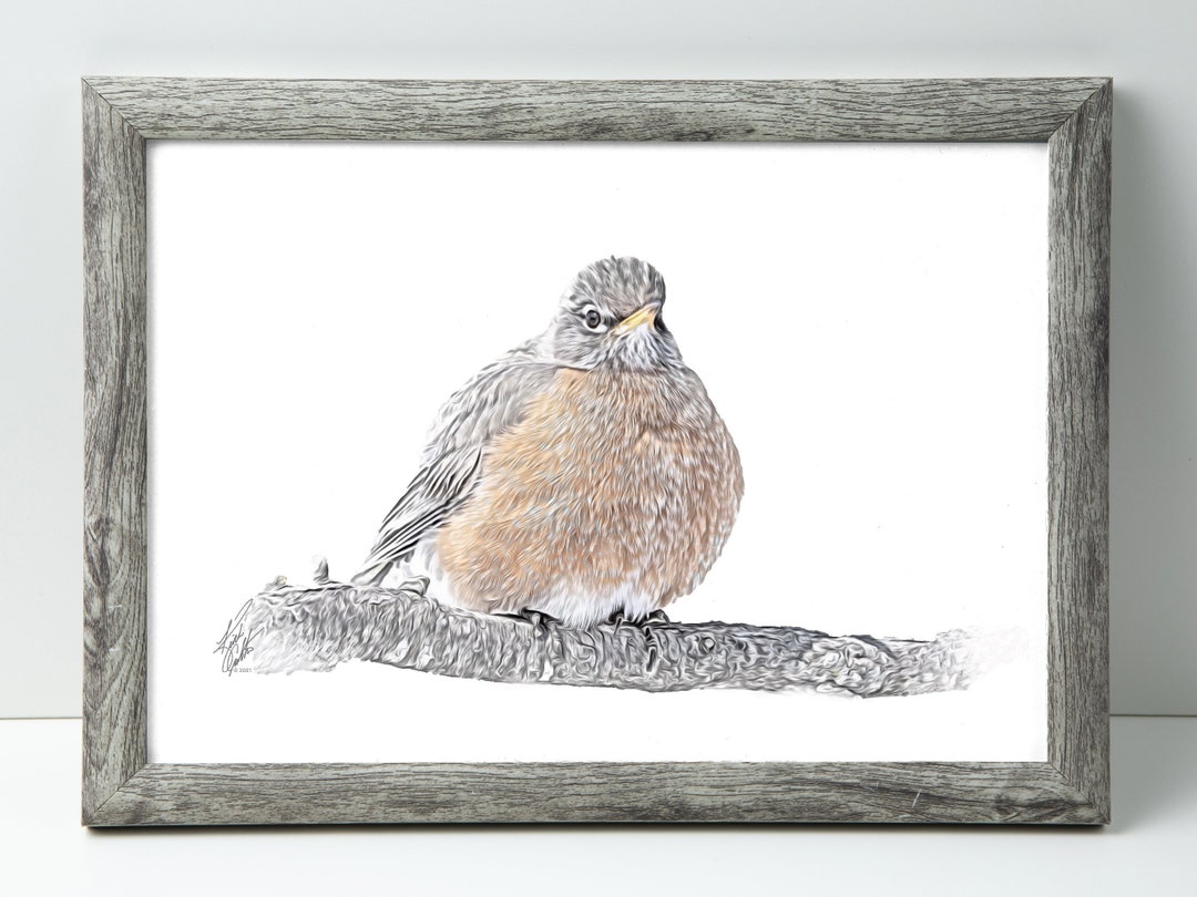 Printable Minimalist American Robin Digital Illustration - Etsy