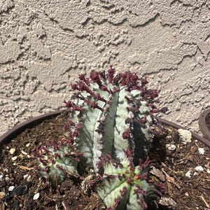 Euphorbia Horrida “snowflake” - Etsy