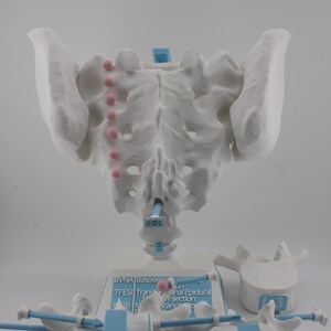 Lumbar/sacrum Model of Pain Management Procedures - Etsy