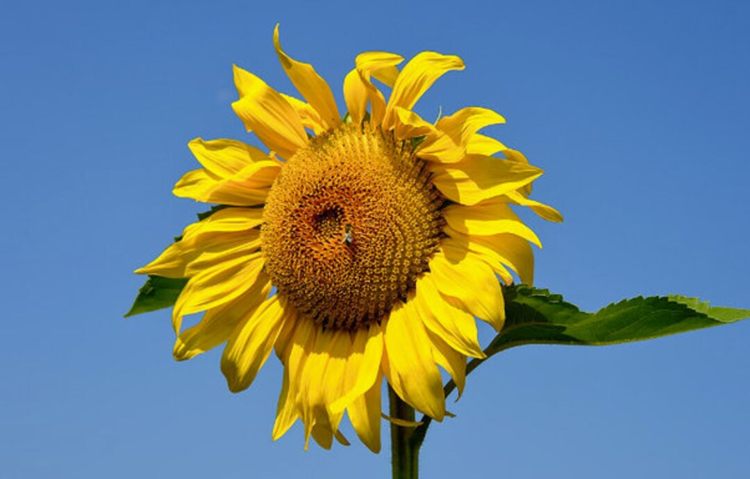 Sunflower solar Eclipse 20 Seeds - Etsy