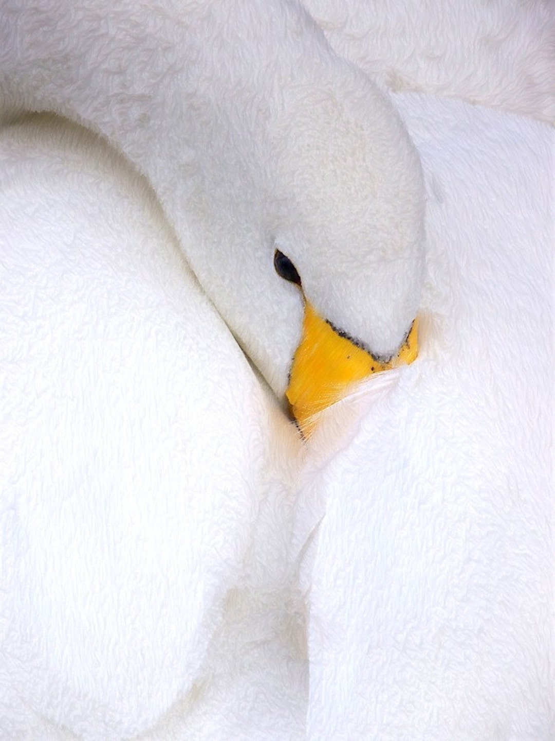 Lake Eola Orlando Swan Printable Artwork Digital Download Get It Today ...