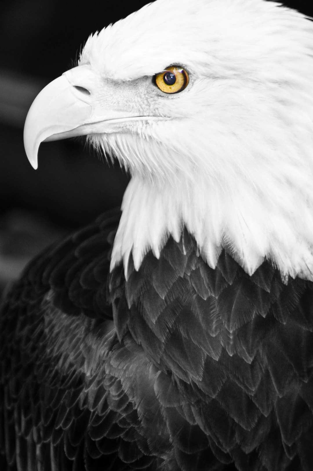 Bald Eagle Printable Artwork Digital Download Get It Today - Etsy