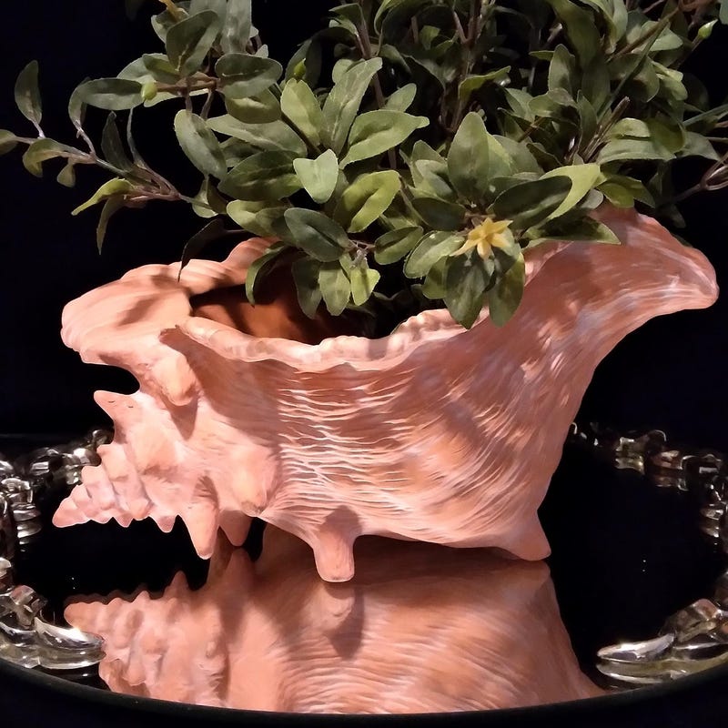 Conch Shell Planter - Etsy