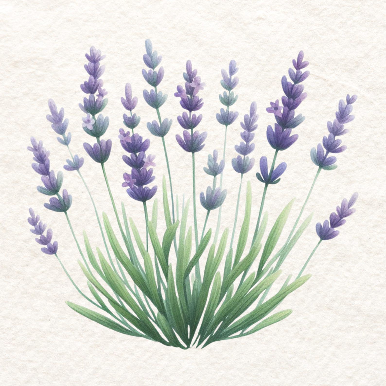 Watercolor Lavender Clipart Set: Floral PNG Images (digital Download ...