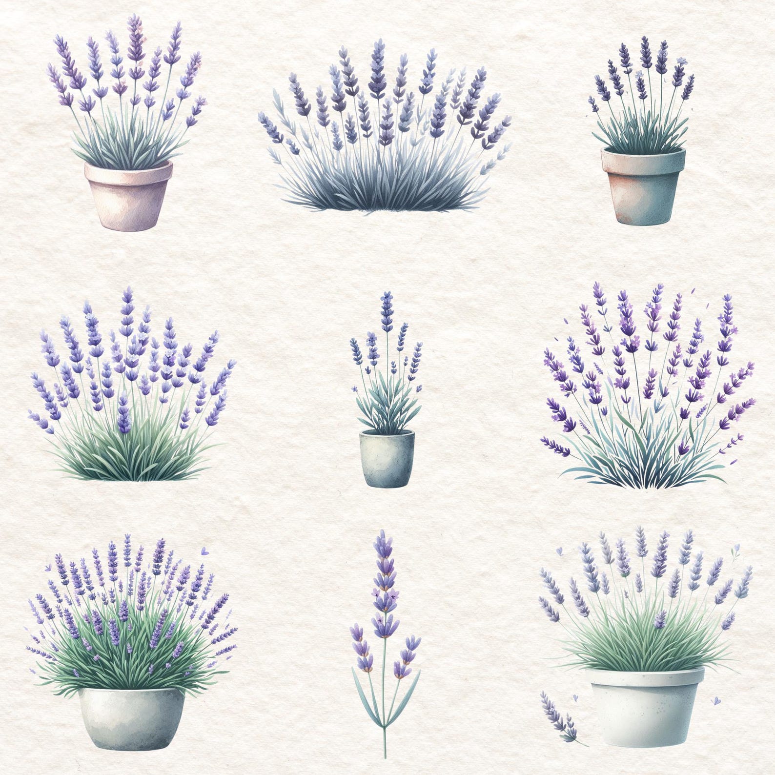 Watercolor Lavender Clipart Set: Floral PNG Images (digital Download ...