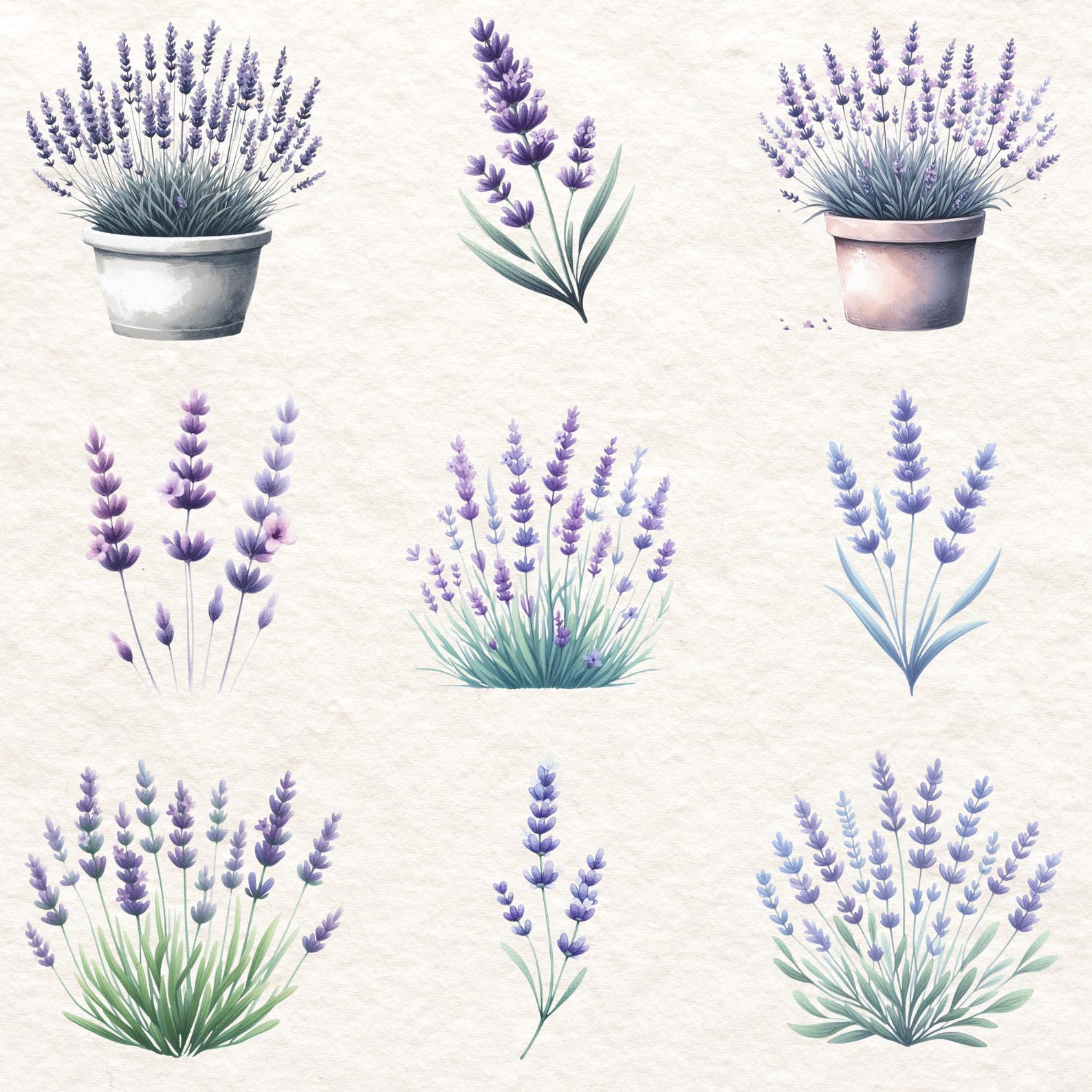 Watercolor Lavender Clipart Set: Floral PNG Images (digital Download ...