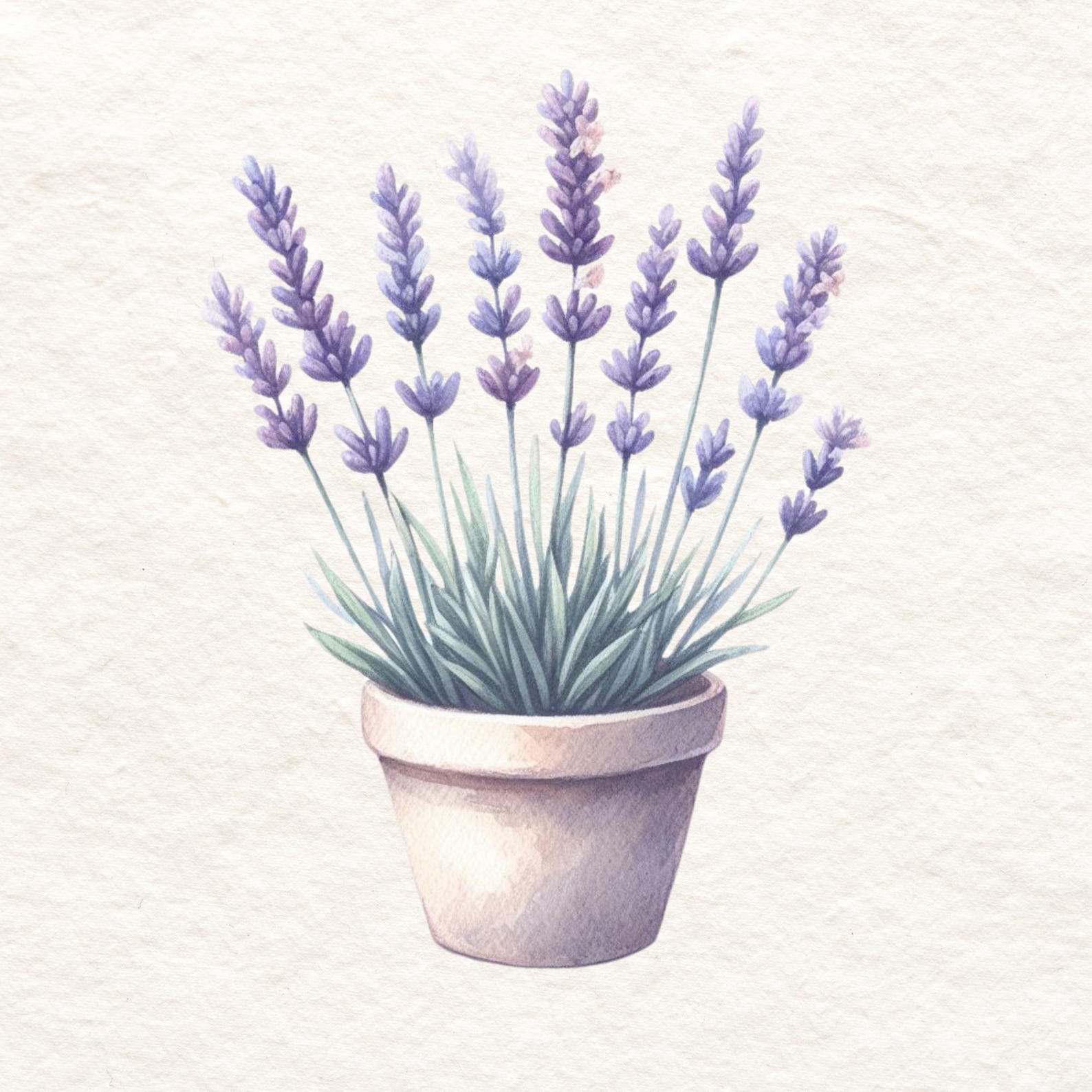 Watercolor Lavender Clipart Set: Floral PNG Images (digital Download ...