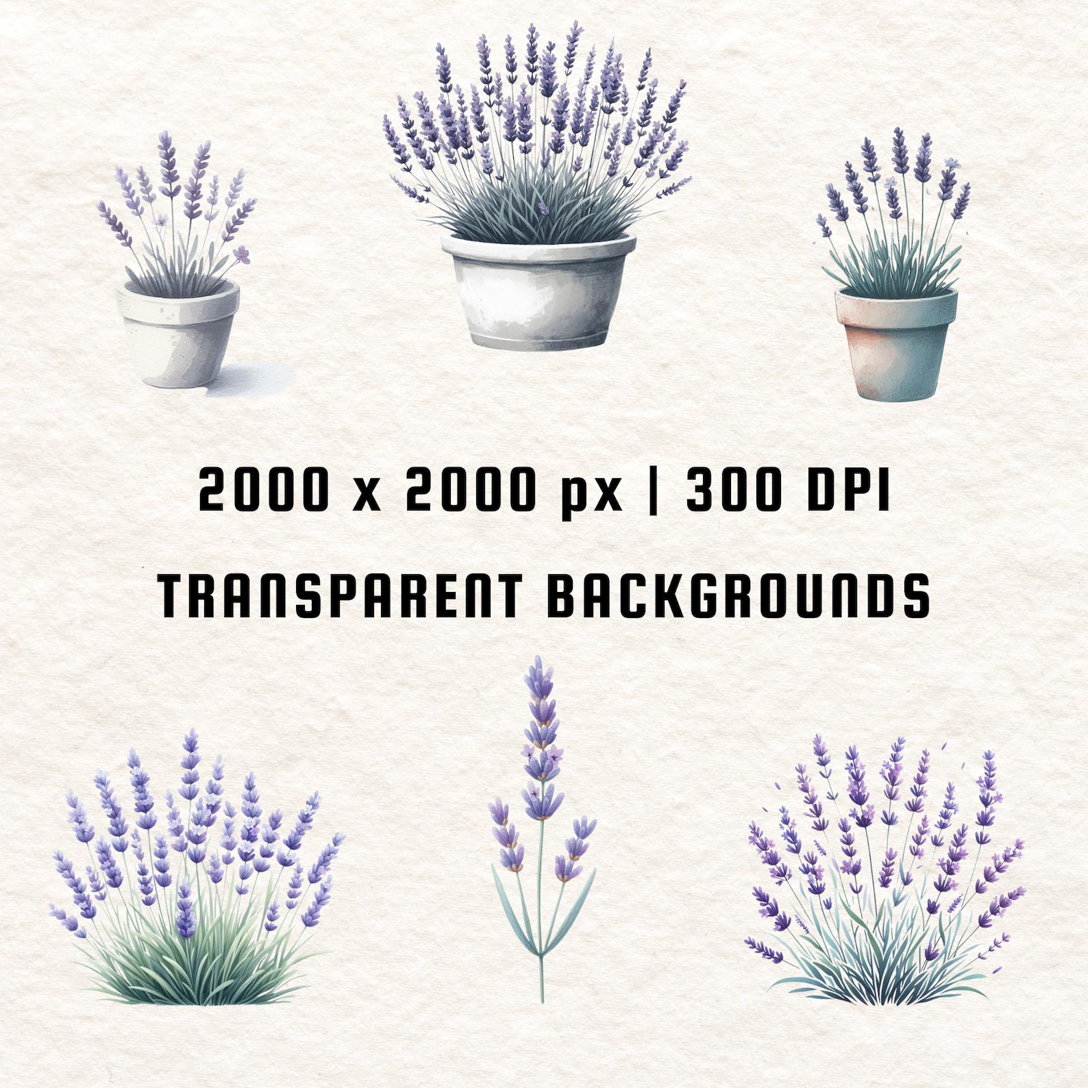 Watercolor Lavender Clipart Set: Floral PNG Images (digital Download ...