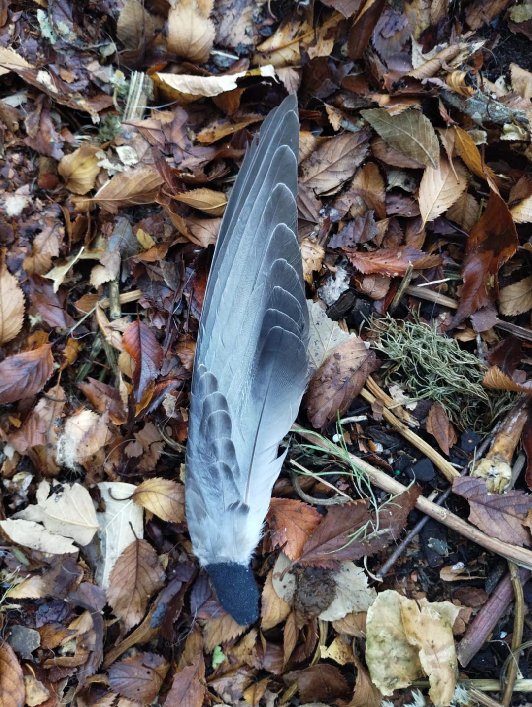 Pigeon Wing Smudge Fan - Etsy