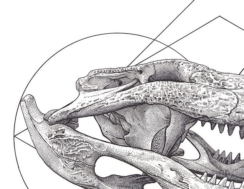 Gator Skull, Stippling Pen & Ink Alligator Geometry Original Art Print ...