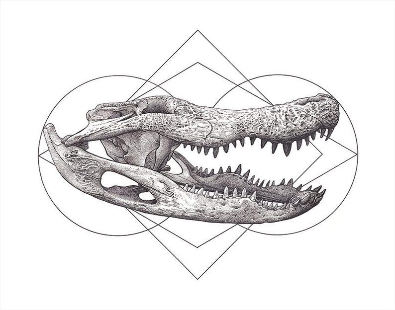 Gator Skull, Stippling Pen & Ink Alligator Geometry Original Art Print ...