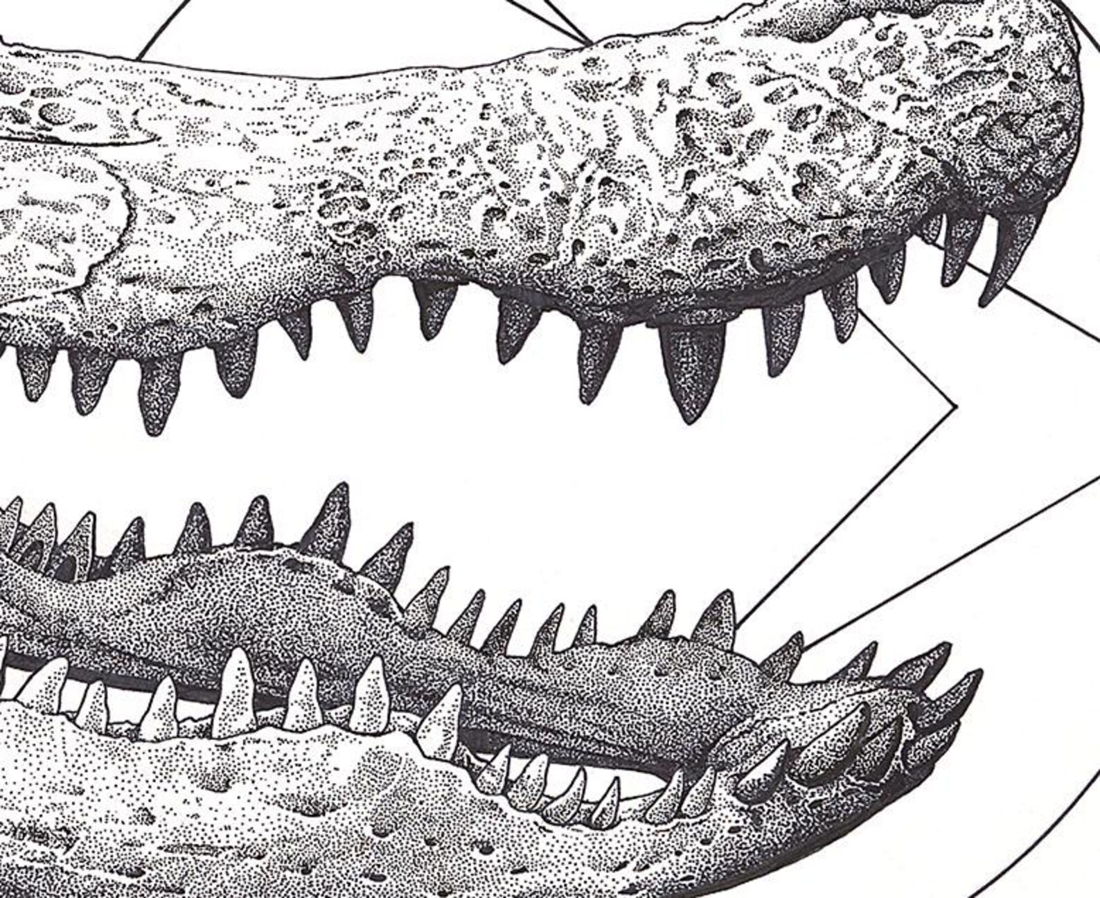 Gator Skull, Stippling Pen & Ink Alligator Geometry Original Art Print ...