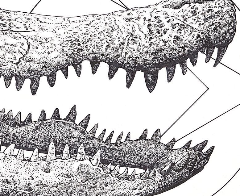 Gator Skull, Stippling Pen & Ink Alligator Geometry Original Art Print ...