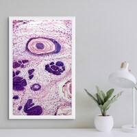 Skeletal Muscle Cells in Cross-section Art Print - Etsy