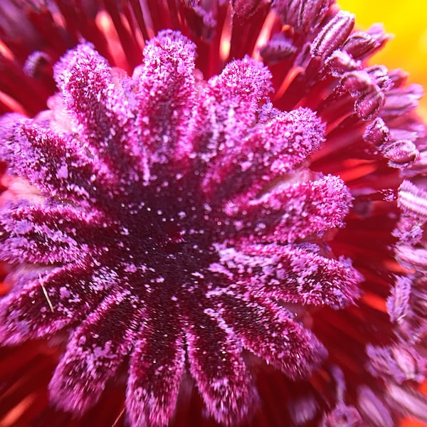 Fuschia Color - Etsy