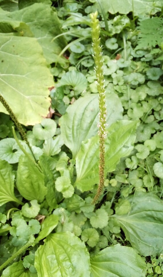 Common Plantain Seed
