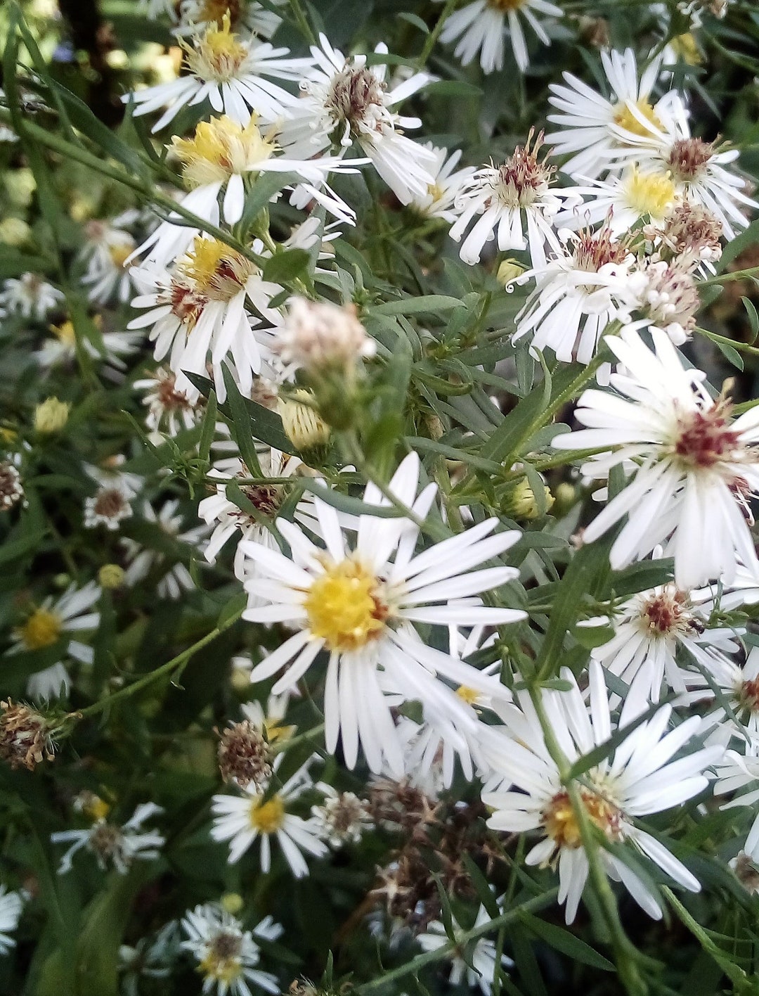 Frost Aster Seeds Symphyotrichum Pilosum - Etsy