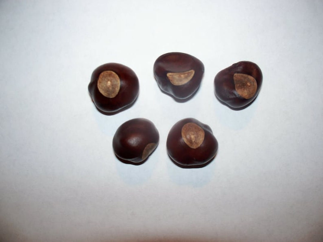 Buckeye Nuts From Ohio Free Shipping - Etsy